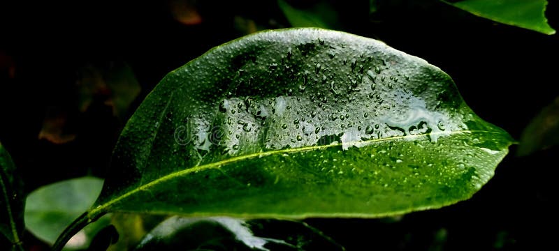 Former raindrops streaming stock photo. Image of moisture - 216758662