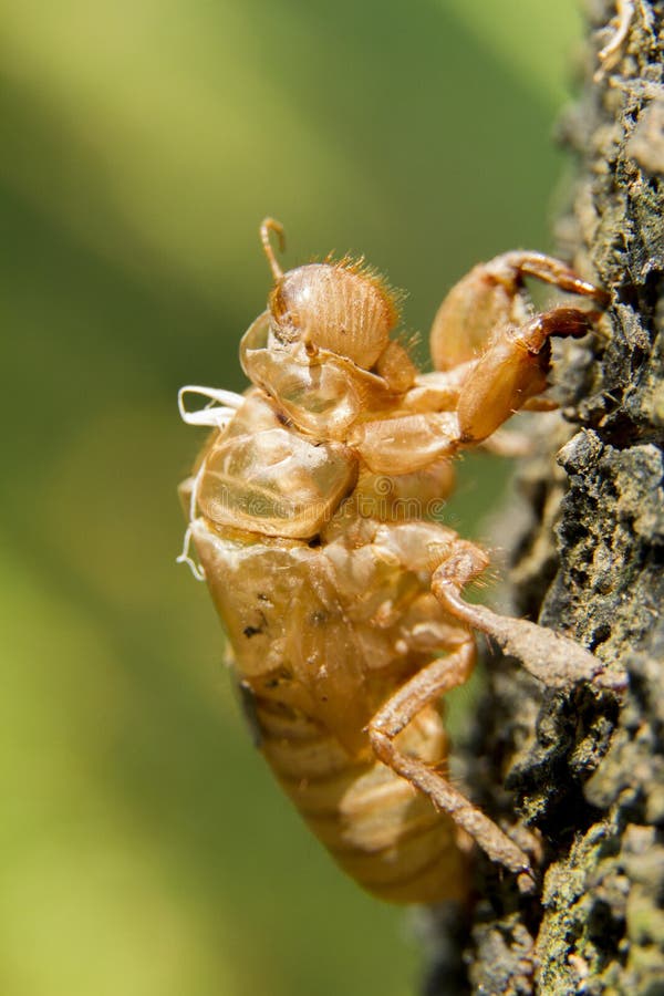 Former Self stock image. Image of closeup, exoskeleton - 30871749