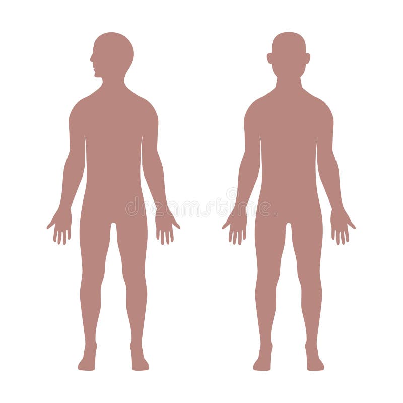 Formes Anatomiques Masculines Illustration de Vecteur - Illustration du ...