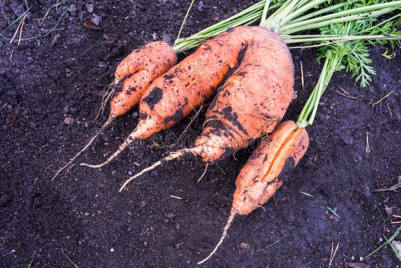 Racines Anormales De Carotte Image stock - Image du forme, double: 61232817