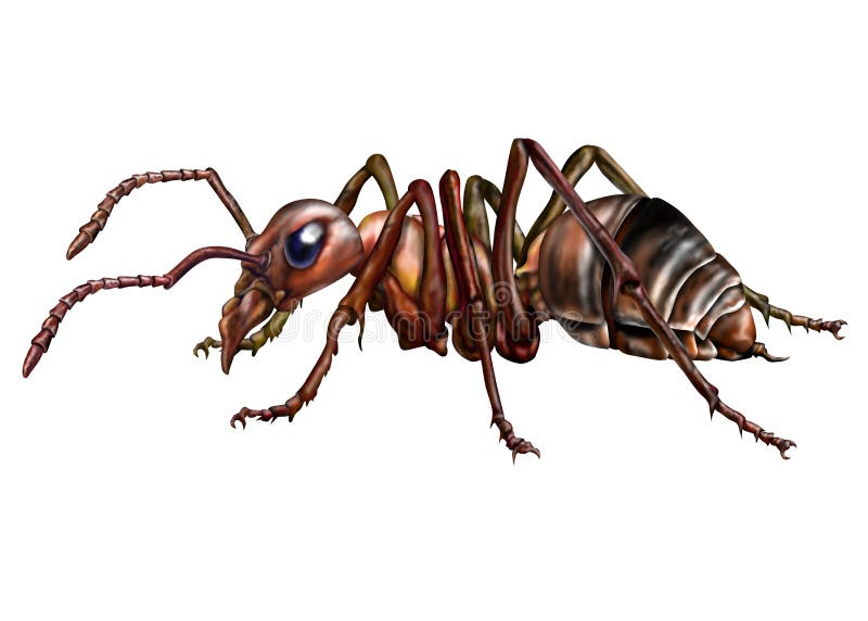 Formica illustrazione di stock. Illustrazione di insetto - 10302119
