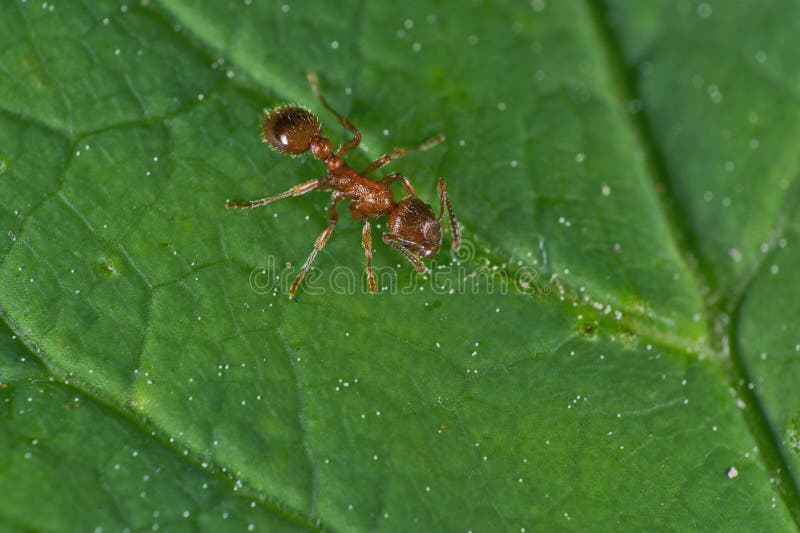 Formica fotografia stock. Immagine di antenna, selva - 13370874