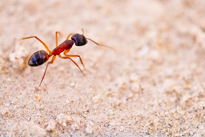 Formica rossa immagine stock. Immagine di minuscolo, veleno - 27195233