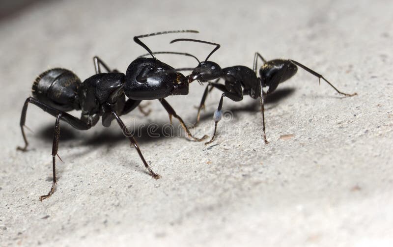 Testa della formica immagine stock. Immagine di fauna - 97176025