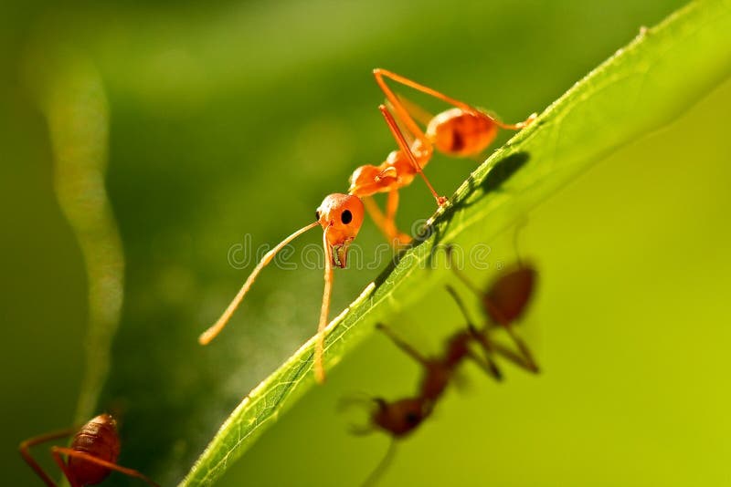 Formica immagine stock. Immagine di camminare, vista - 26310579
