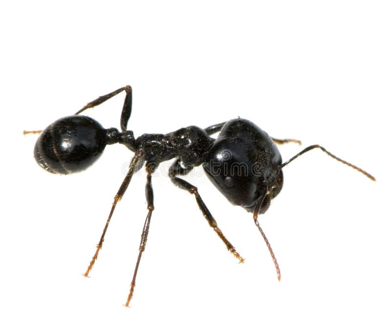 Formica immagine stock. Immagine di nero, piedino, isolato - 3081689