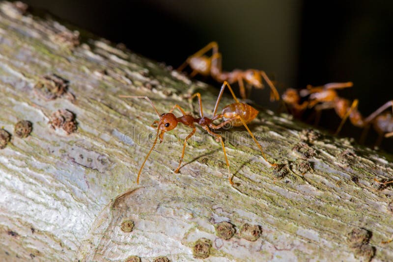 Formica immagine stock. Immagine di nero, veleno, occhio - 65912675