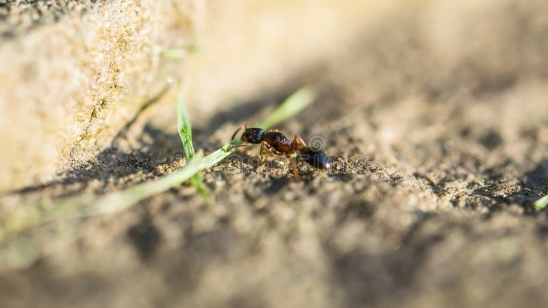 Formica immagine stock. Immagine di bianco, rettile, farfalla - 88323599