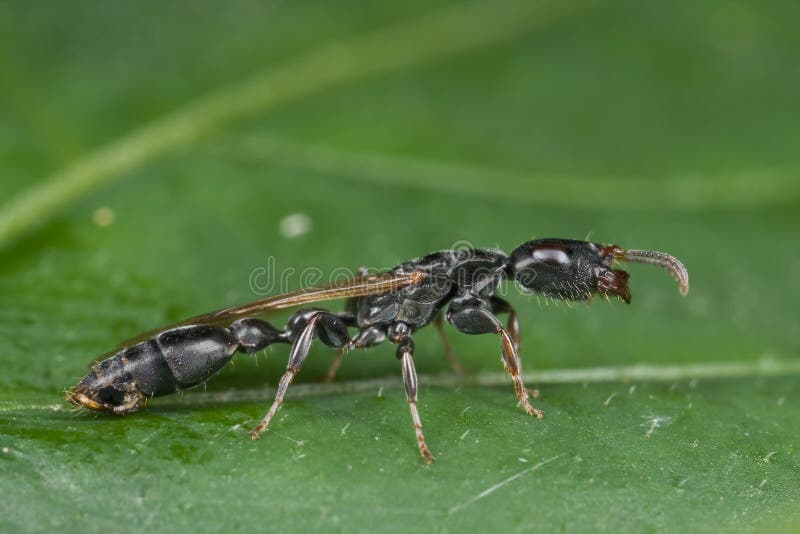 Formica alata il nero immagine stock. Immagine di verde - 10448991