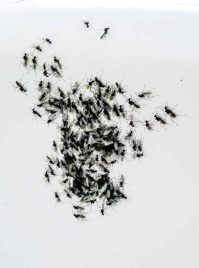 Formica Alata Sull'acqua Del Gallo Fotografia Stock - Immagine di ...