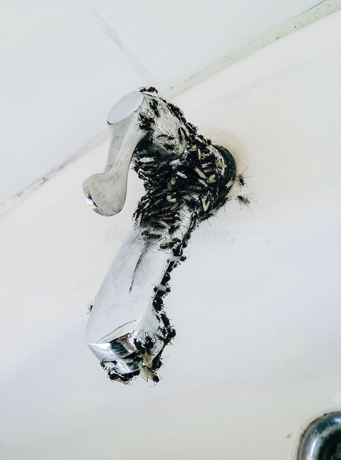 Formica Alata Foto Stock - Download 91 Royalty Free Photos