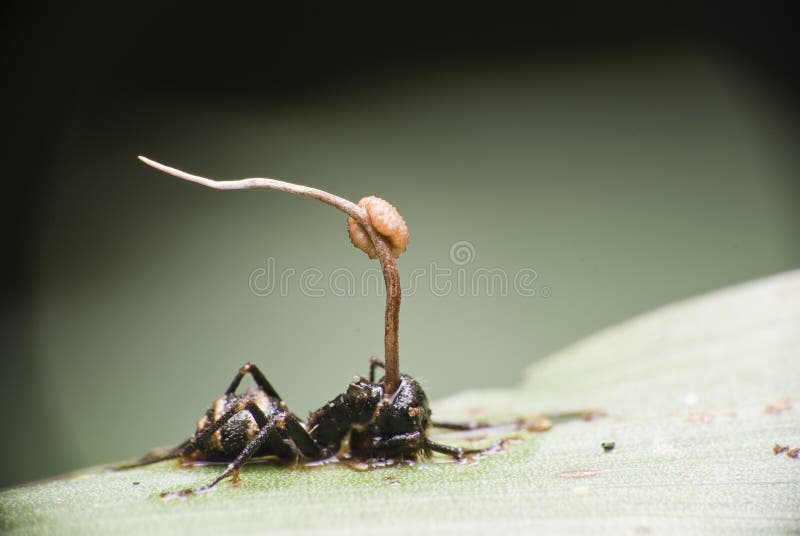 Formica con Cordyceps fotografia stock. Immagine di insetto - 9683216