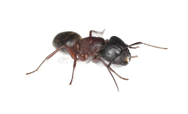 Formica Del Legno Isolata Su Bianco Fotografia Stock - Immagine di ...