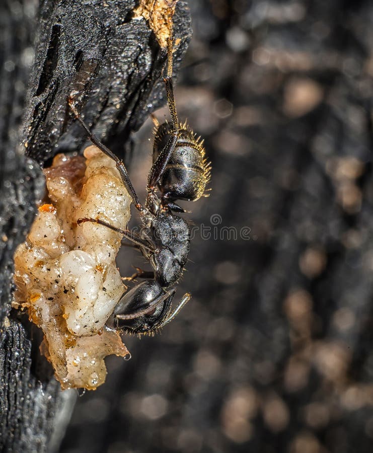 Formica Del Legno Nera (vago Del Camponotus) Immagine Stock - Immagine ...