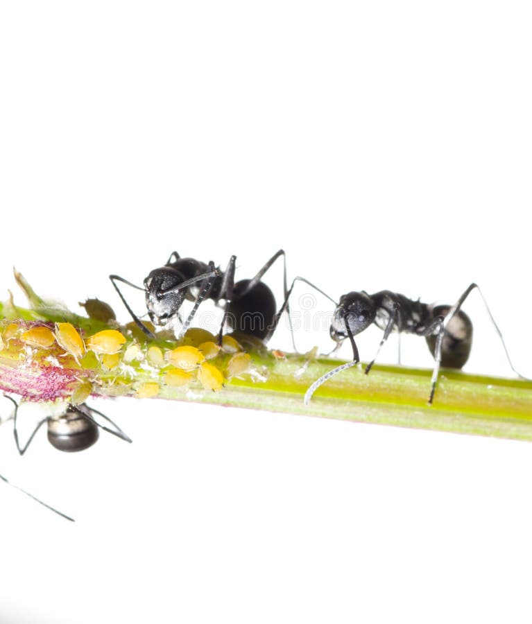 Simbiosi Dell'afide E Della Formica Immagine Stock - Immagine di ...