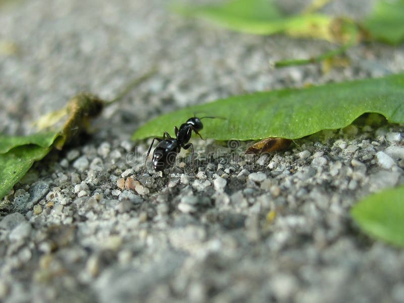 Formiche fotografia stock. Immagine di cattivo, insetto - 928300