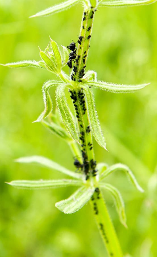 Formica e aphidis immagine stock. Immagine di pianta - 53440595