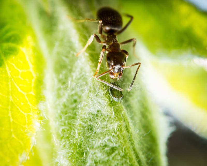 Formica ed afide immagine stock. Immagine di pianta, macro - 95914773
