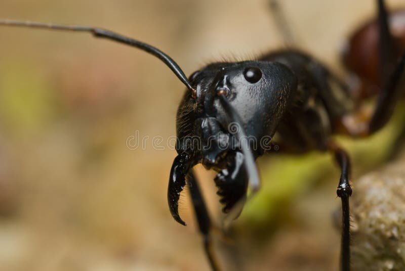 Formica Gigante Tropicale, Camponotus Gigas Fotografia Stock - Immagine ...