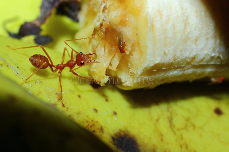 Insetti, formiche immagine stock. Immagine di blooded - 55328513