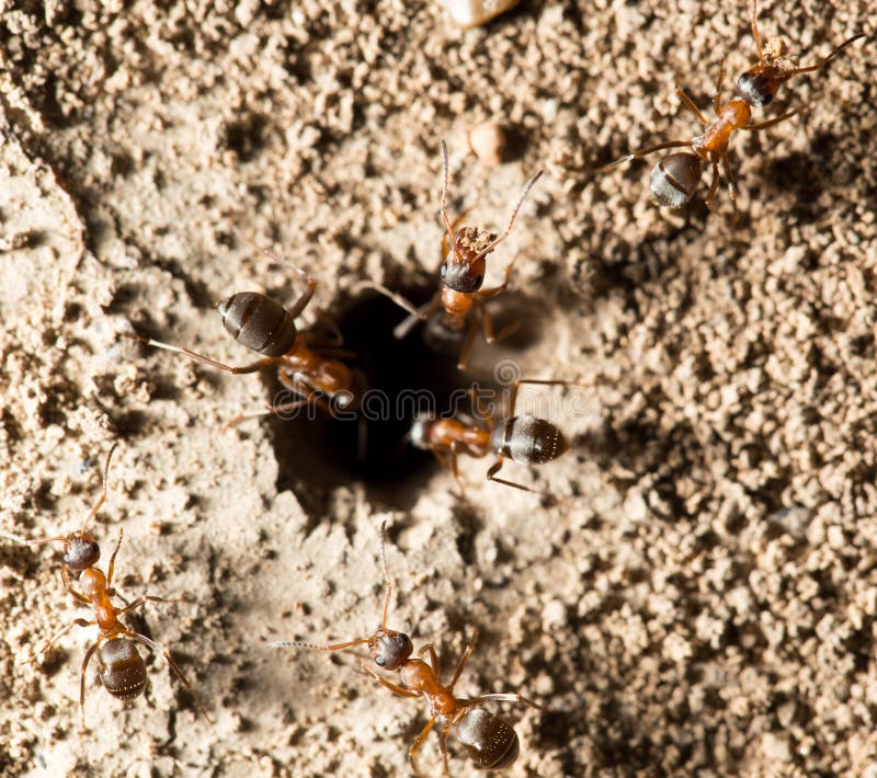 Formica in natura Macro immagine stock. Immagine di natura - 104469335