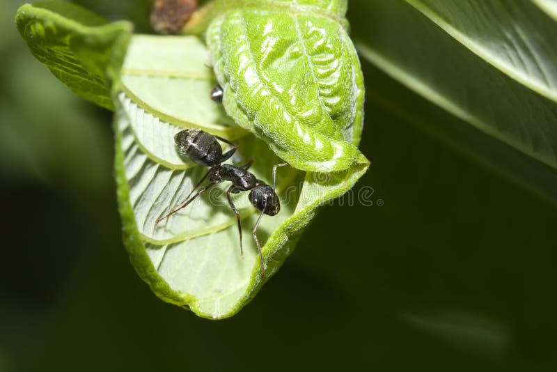 Formica nera su un foglio fotografia stock. Immagine di insetto - 10461634