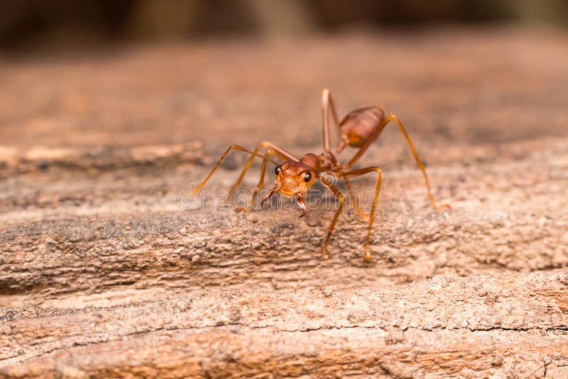 Formica rossa fotografia stock. Immagine di arancione - 101903504