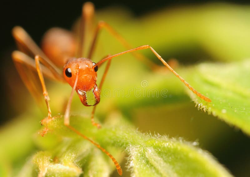 2,585 Formica Rossa Foto - Foto Stock Gratis e Royalty-Free da Dreamstime