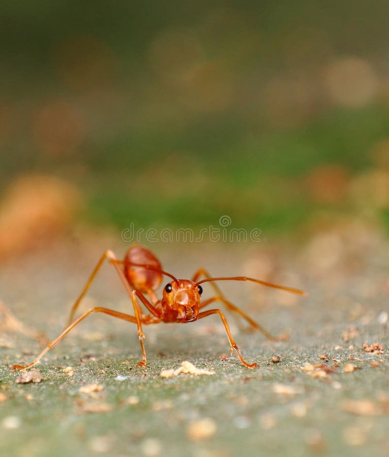 Formica rossa immagine stock. Immagine di zucchero, insetto - 27195233