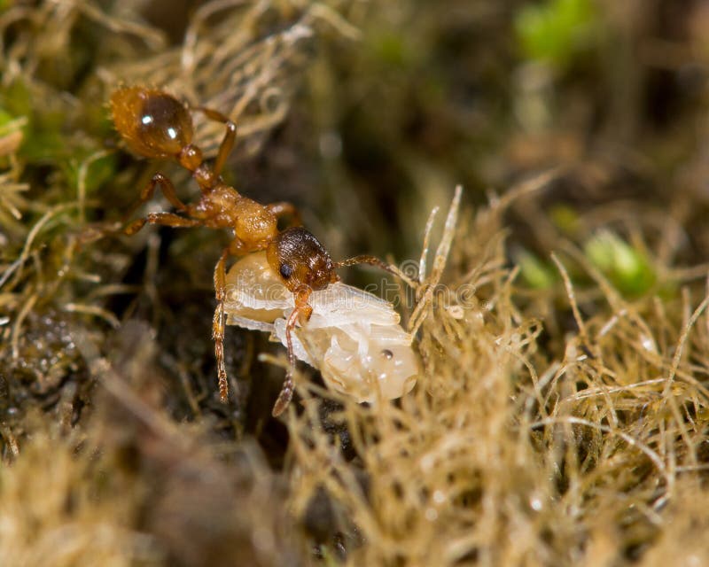 Formica Rossa Comune (rubra Di Myrmica) Con Le Crisalidi Fotografia ...