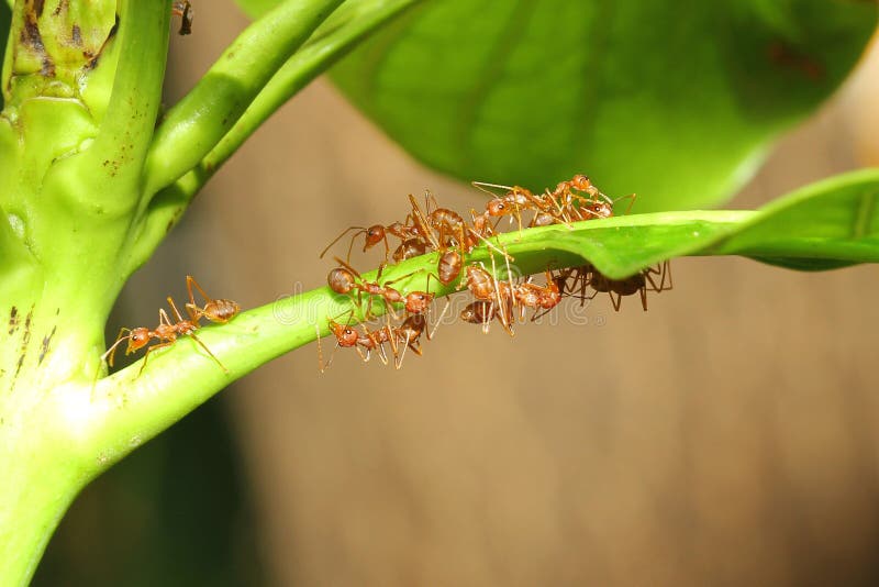 Formica Rossa Del Gruppo Sull'albero Fotografia Stock - Immagine di ...