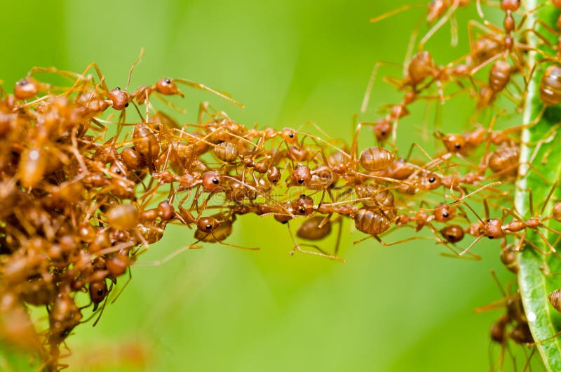 Formica Rossa in Natura Verde Fotografia Stock - Immagine di piedino ...