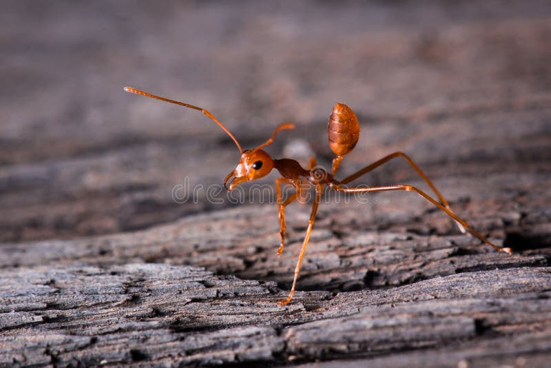 Formica Rossa Pronta a Combattere Su Di Legno Fotografia Stock ...