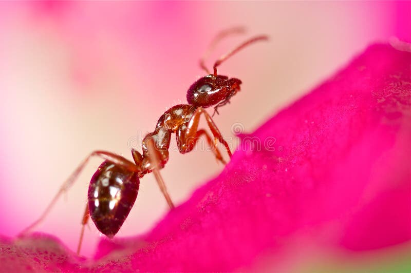 Formica Rossa Su Un Fiore Giallo Immagine Stock - Immagine di nero ...