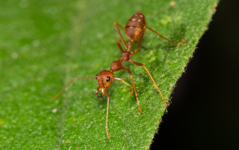 Formica rossa sulla foglia fotografia stock. Immagine di orizzontale ...