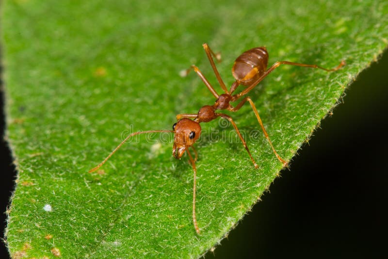 Formica rossa sulla foglia immagine stock. Immagine di formica - 66416309