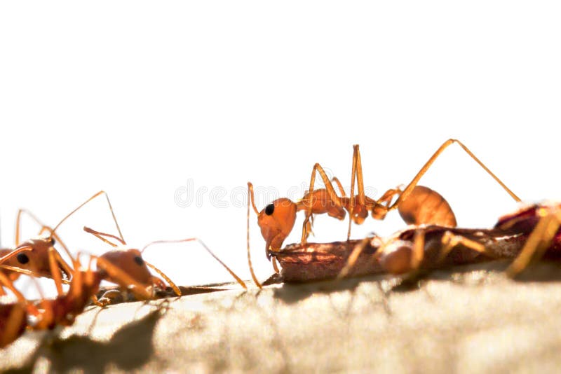 Formica rossa in Tailandia fotografia stock. Immagine di chiusura ...