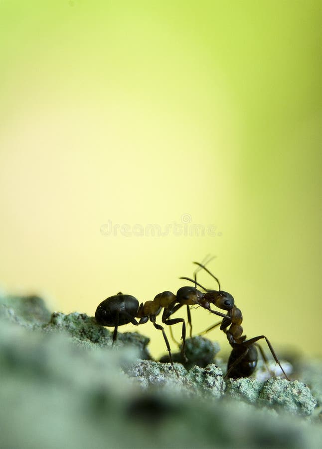 Ant - Formica stock image. Image of antrey, symbol, idea - 23884819