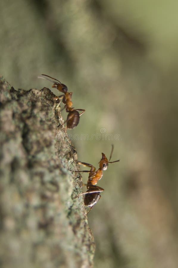 Ant - Formica stock image. Image of antrey, symbol, idea - 23884819