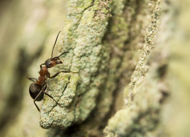 Formica rufa stock photo. Image of formic, formica, anthills - 17198824
