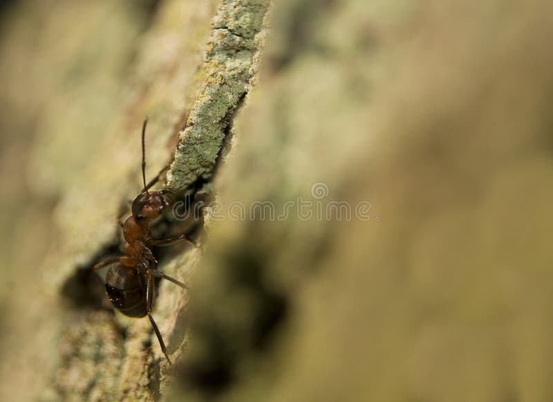 Formica rufa stock image. Image of brave, formic, woods - 17199045