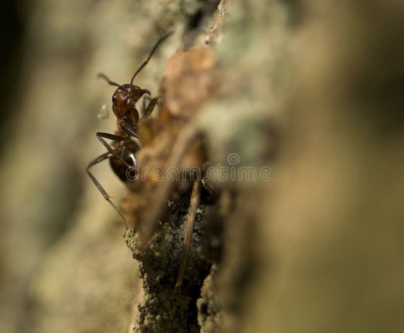 Ant - Formica rufa stock photo. Image of idea, group - 22630968