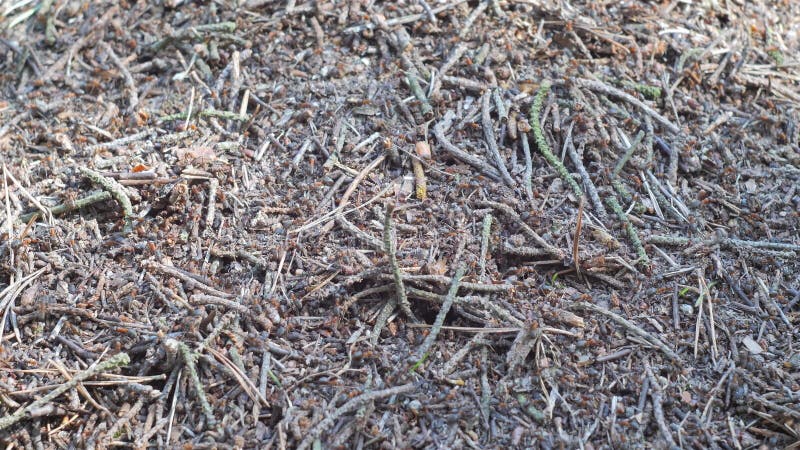 Formica Rufa Ants. Ants on Anthill Stock Video - Video of forest ...