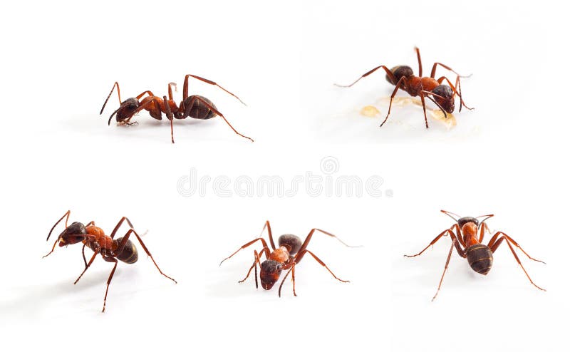 Formica su bianco fotografia stock. Immagine di bianco - 46028296