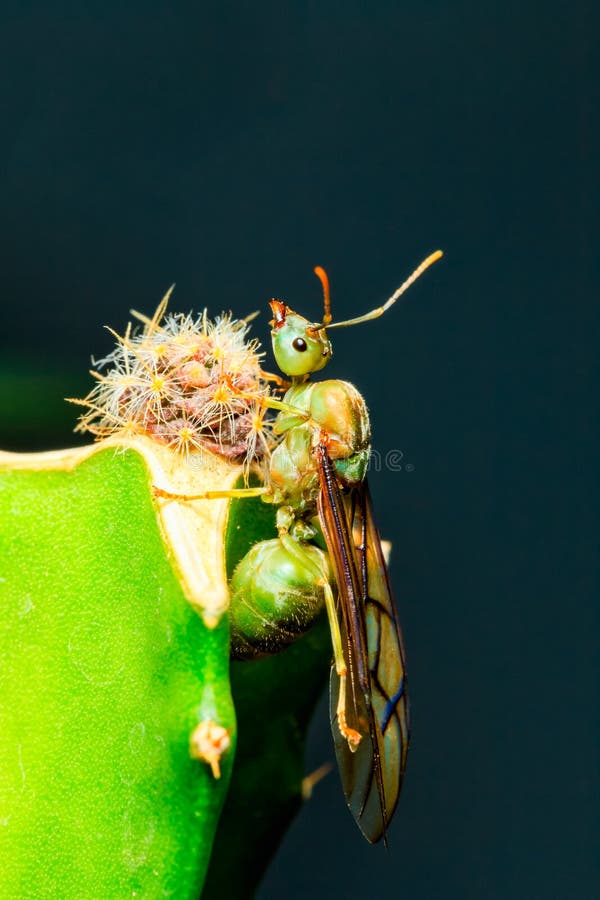 Formica Verde Di Volo Sul Cactus Verde Fotografia Stock - Immagine di ...