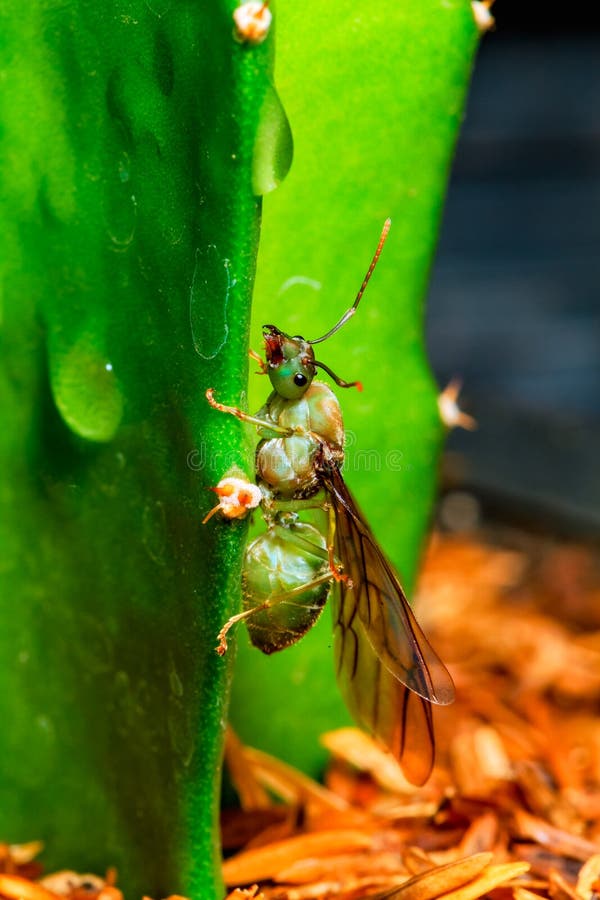 Formica Verde Di Volo Sul Cactus Verde Fotografia Stock - Immagine di ...