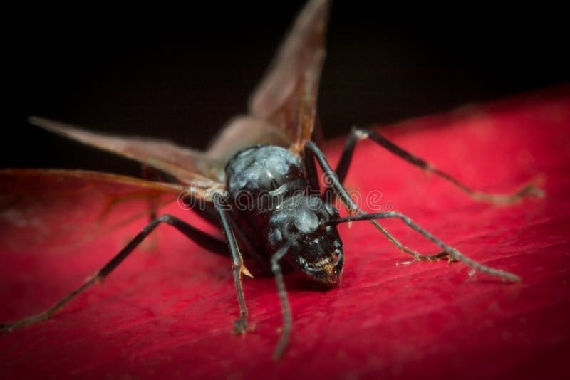 Formica Di Regina in Sud-est Asiatico Fotografia Stock - Immagine di ...