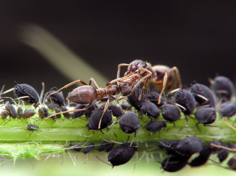 Formiche fotografia stock. Immagine di cattivo, insetto - 928300