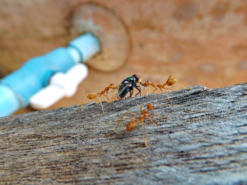 Formiche Che Foraggiano Su Di Legno Immagine Stock - Immagine di ...