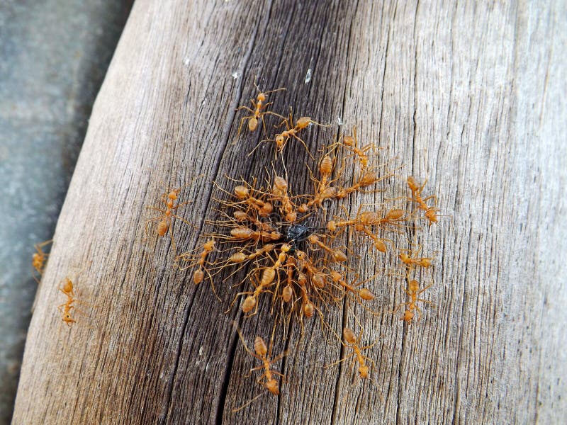 Formiche Che Foraggiano Su Di Legno Immagine Stock - Immagine di ...